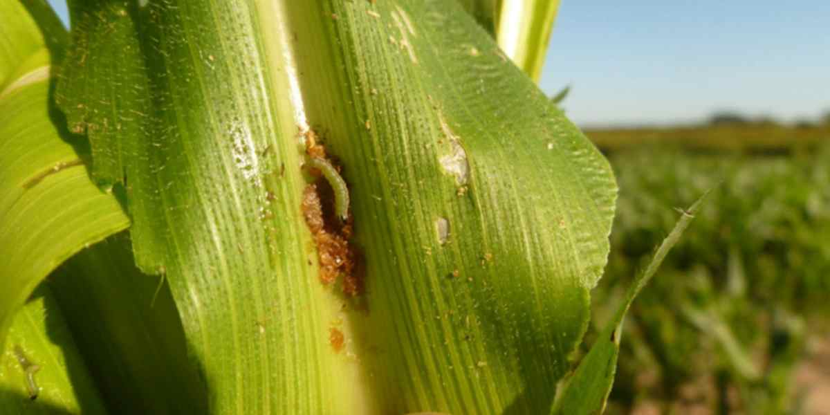 «Alerta sobre enfermedades e insectos en maíz tardío» – Comunidad Campo
