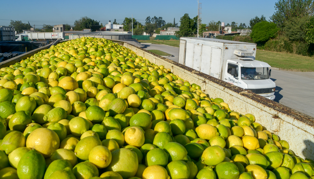 «Primera exportación de limones frescos en buque bodega a los Estados ...