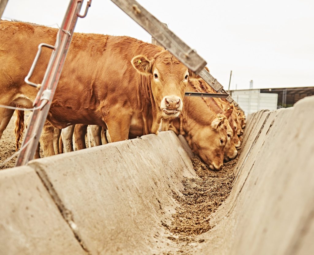 Expoagro 23: Limousin, la nueva herramienta que mejora la ganadería ...