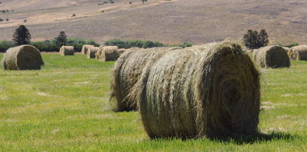 Nuevo estudio sobre producción de forraje – Comunidad Campo