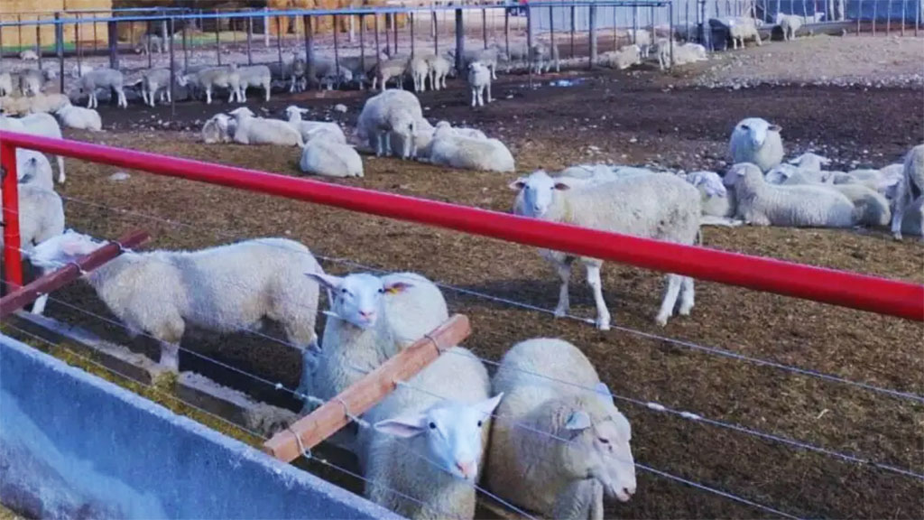 Engorde a corral de corderos – Comunidad Campo